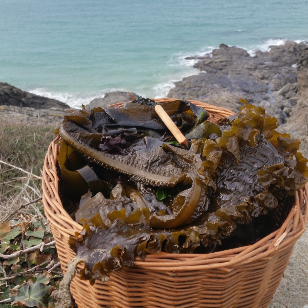 Balade algues comestibles - Bretagne - Le Chemin de la Nature